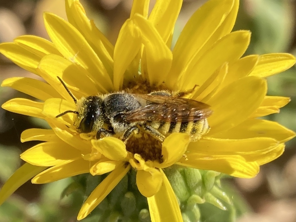 Megachile fidelis from Santa Barbara Botanic Garden, Santa Barbara, CA ...