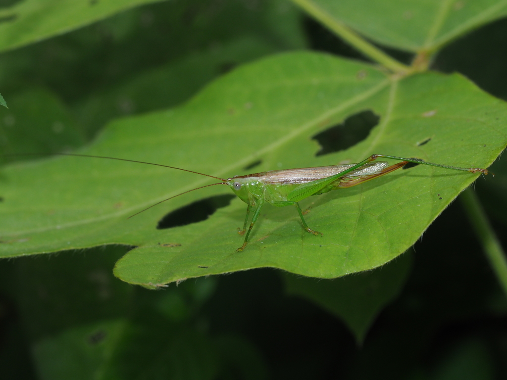 Conocephalus chinensis from 浙江农林大学东湖校区 on August 02, 2021 at 05:16 PM ...
