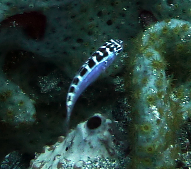 Chalk Bass from Sint Eustatius, Netherlands on July 08, 2012 by sea ...