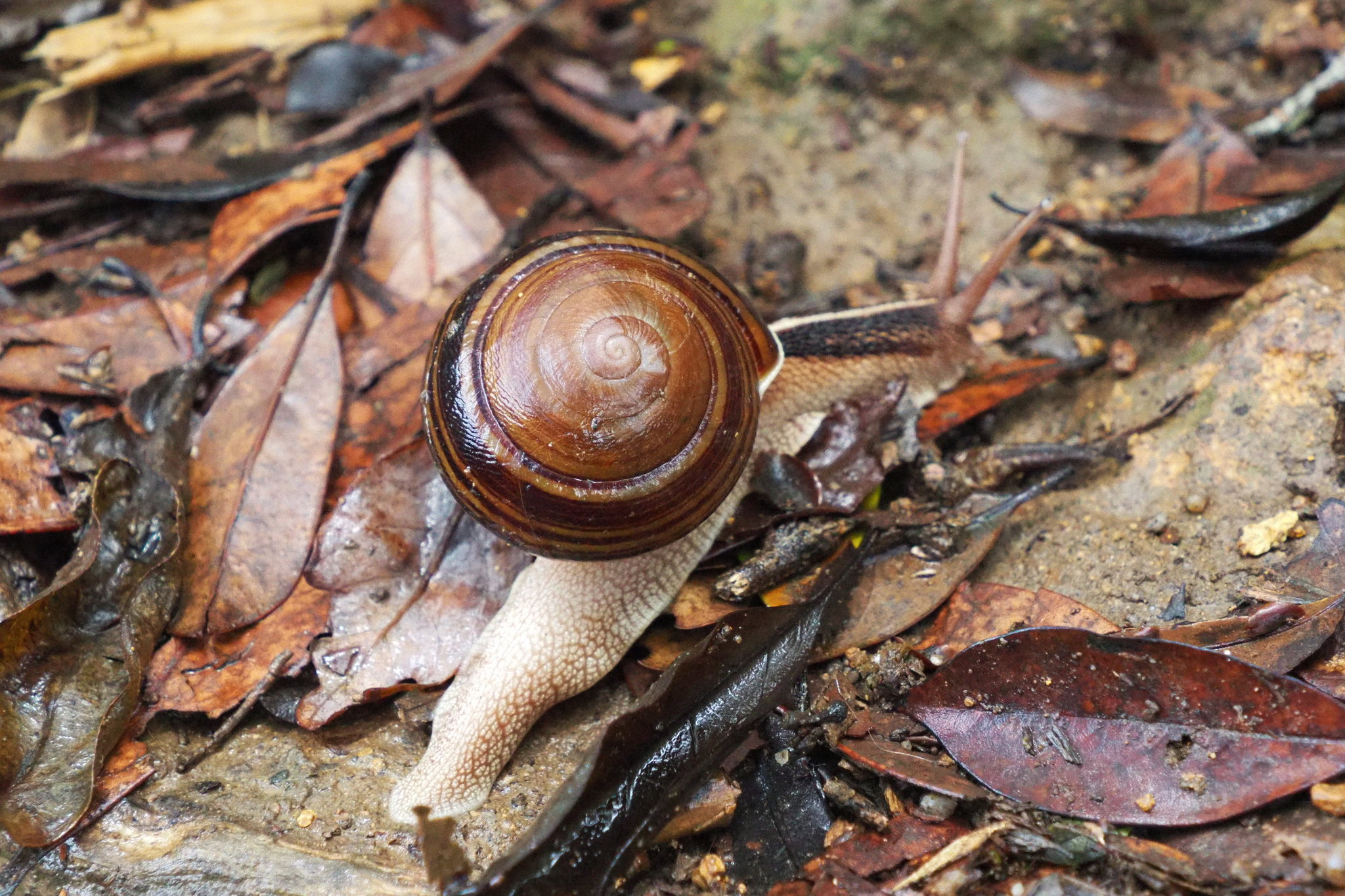 Camaena hainanensis (H.Adams, 1870)