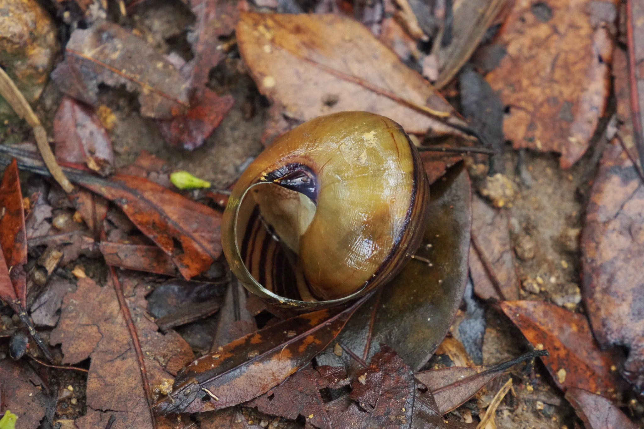 Camaena hainanensis (H.Adams, 1870)
