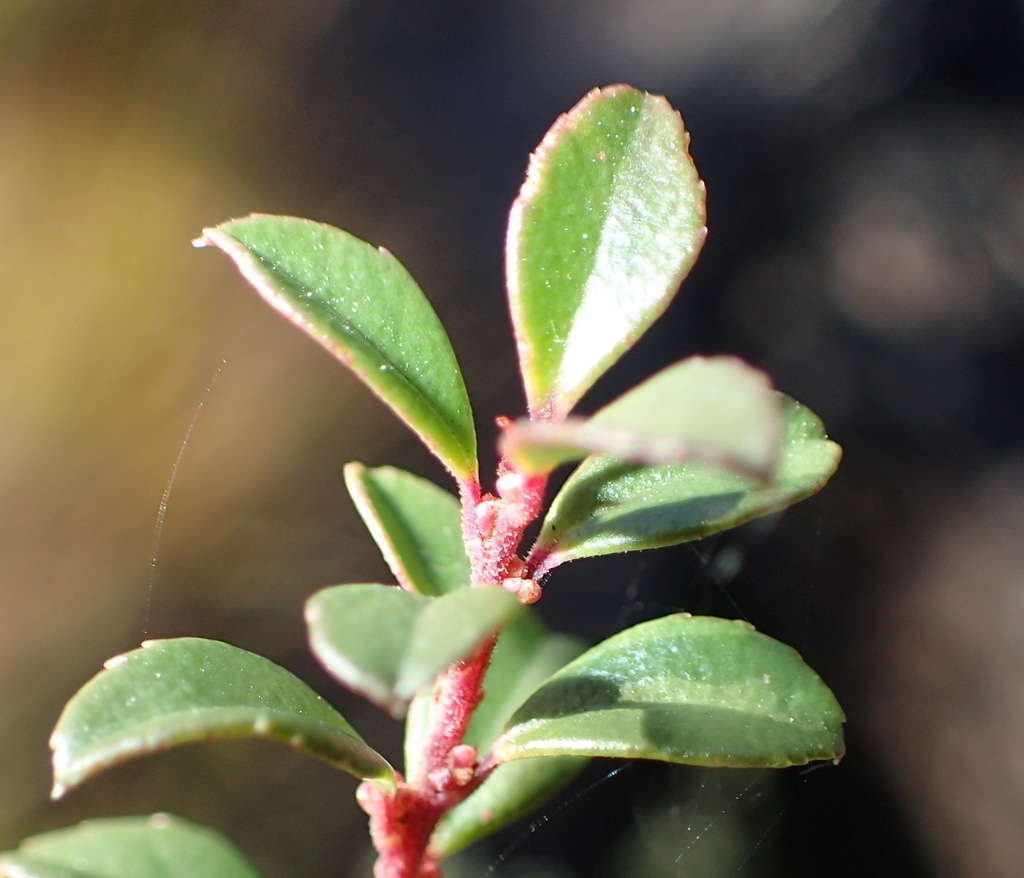 African Boxwood from Mooi Uitzicht, South Cape DC, South Africa on July ...