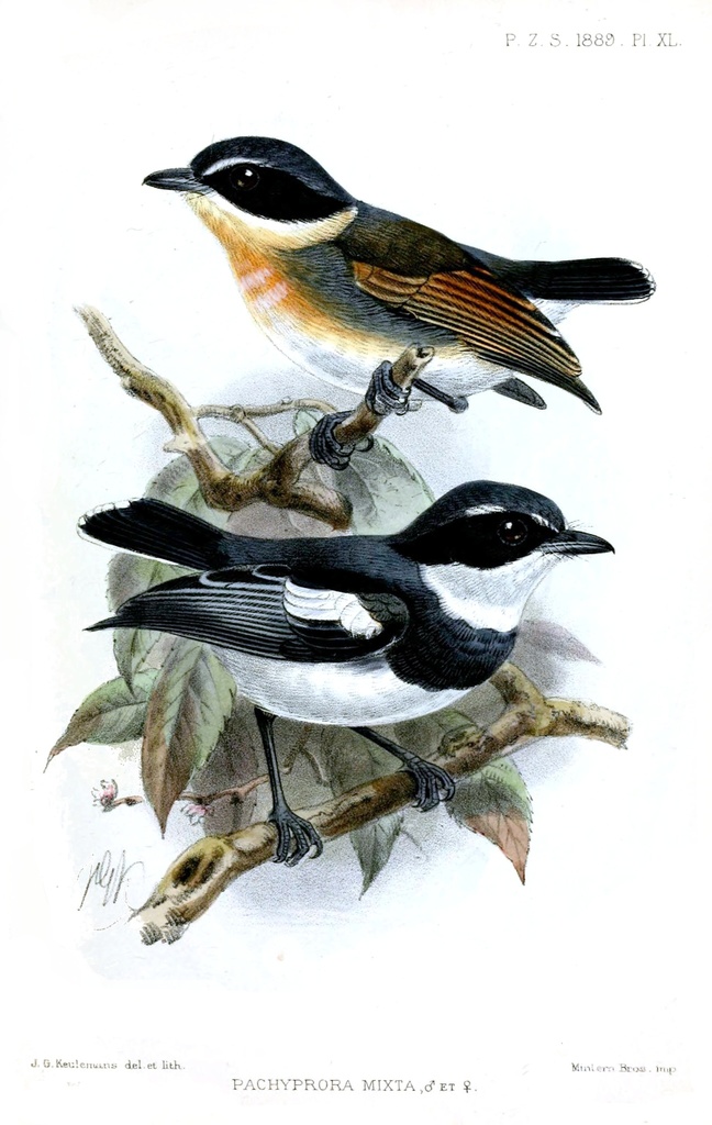Short-tailed Batis (Batis mixta) - Avian Discovery
