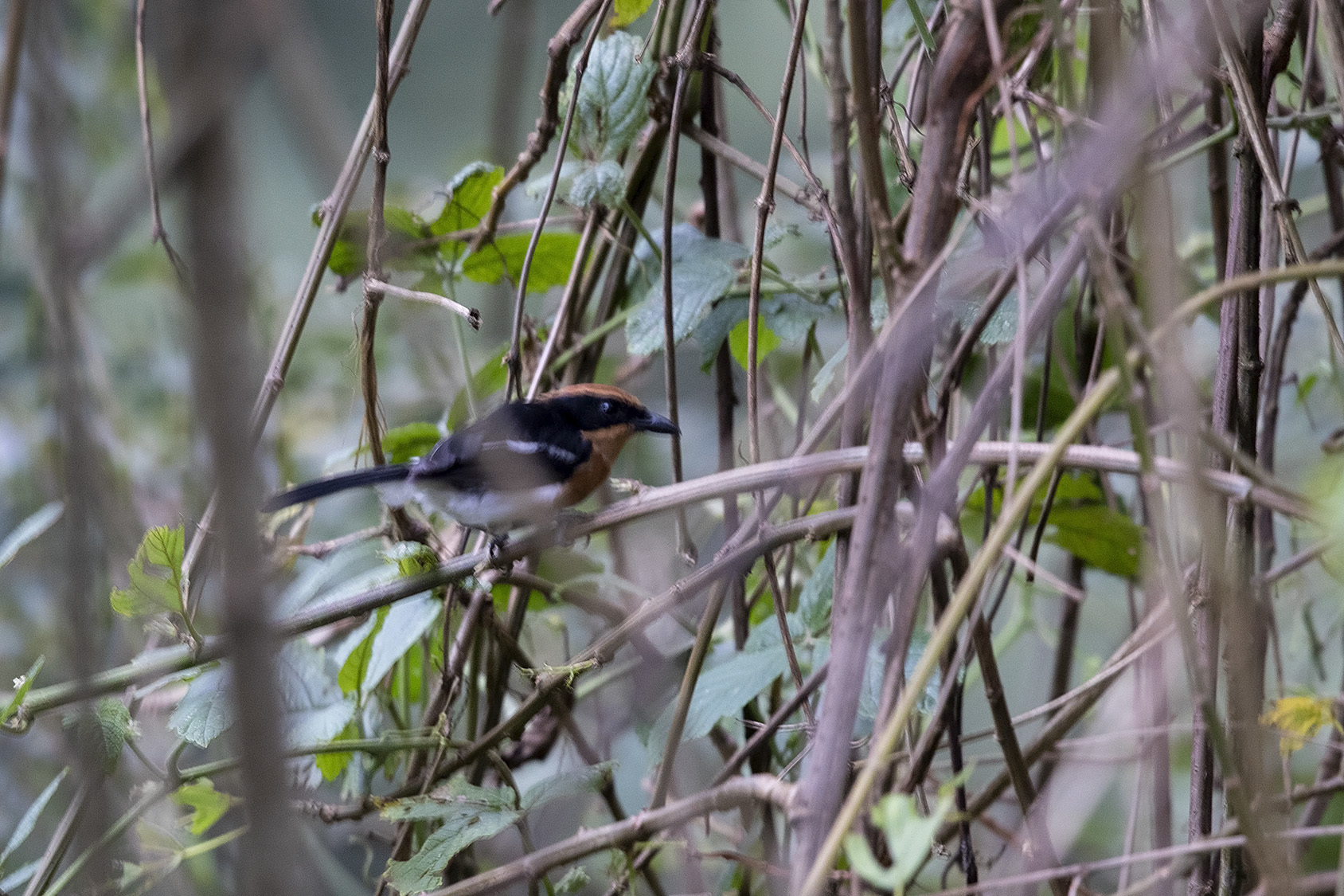 Laniarius luehderi Reichenow, 1874