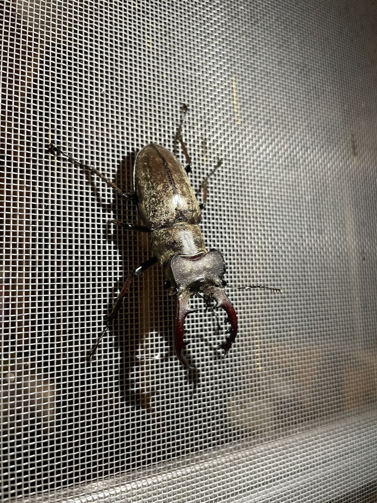 Lucanus maculifemoratus maculifemoratus from Myoko-Togakushi Renzan ...