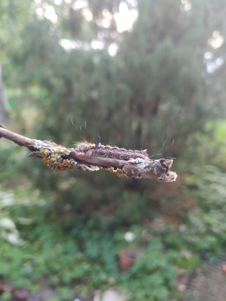 Grey Dagger from Rybinskiy rayon, Yaroslavl', Russia on July 28, 2021 ...