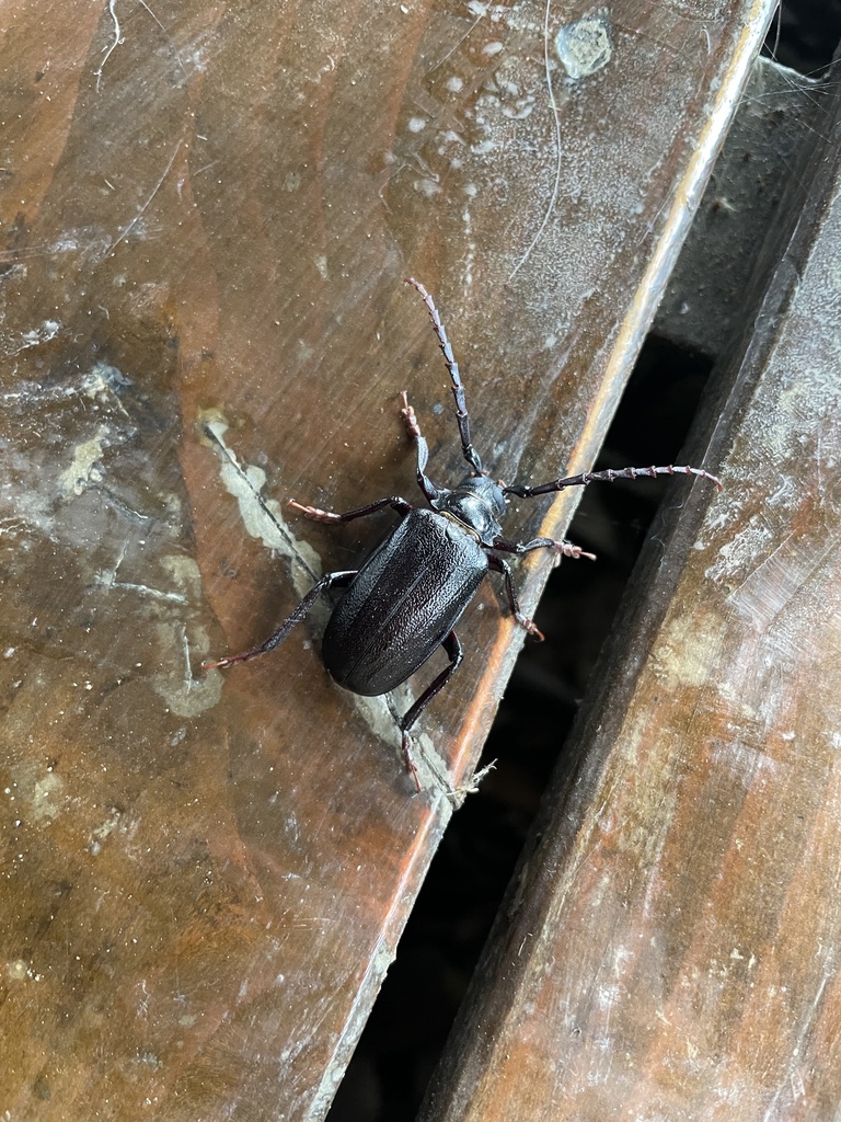 Prionus insularis insularis from Myoko-Togakushi Renzan National Park ...