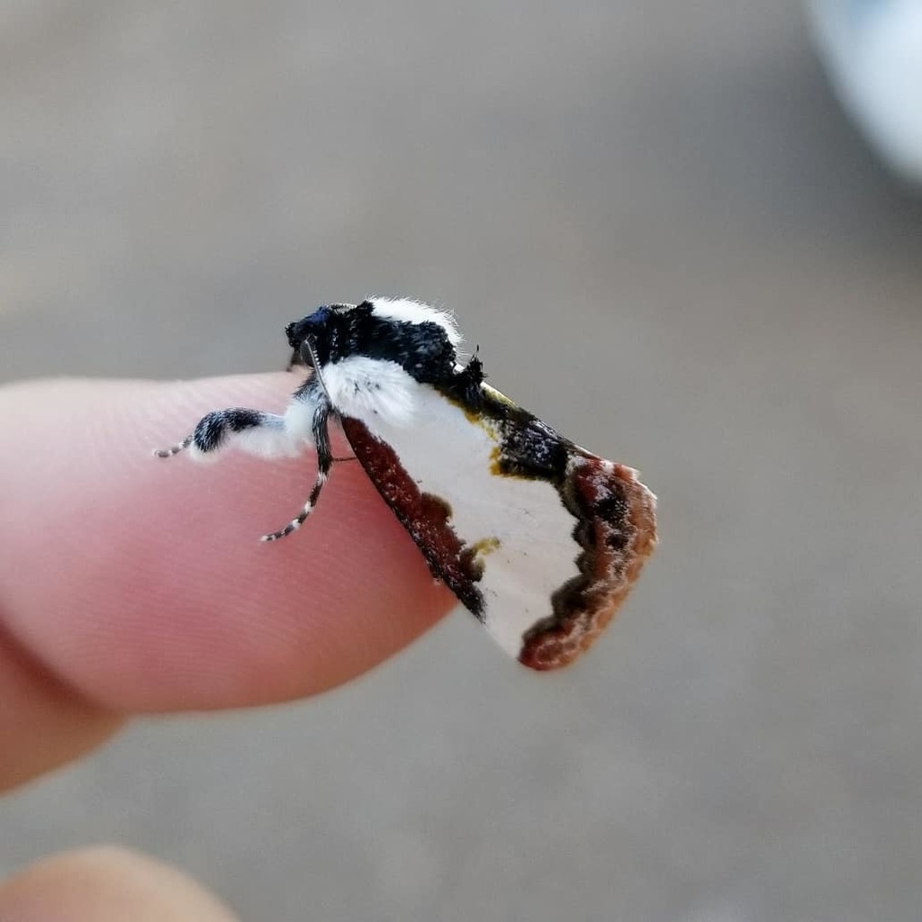 Pearly Wood-nymph from 1 Wildlife Circle, Austwell, TX 77950, USA on ...