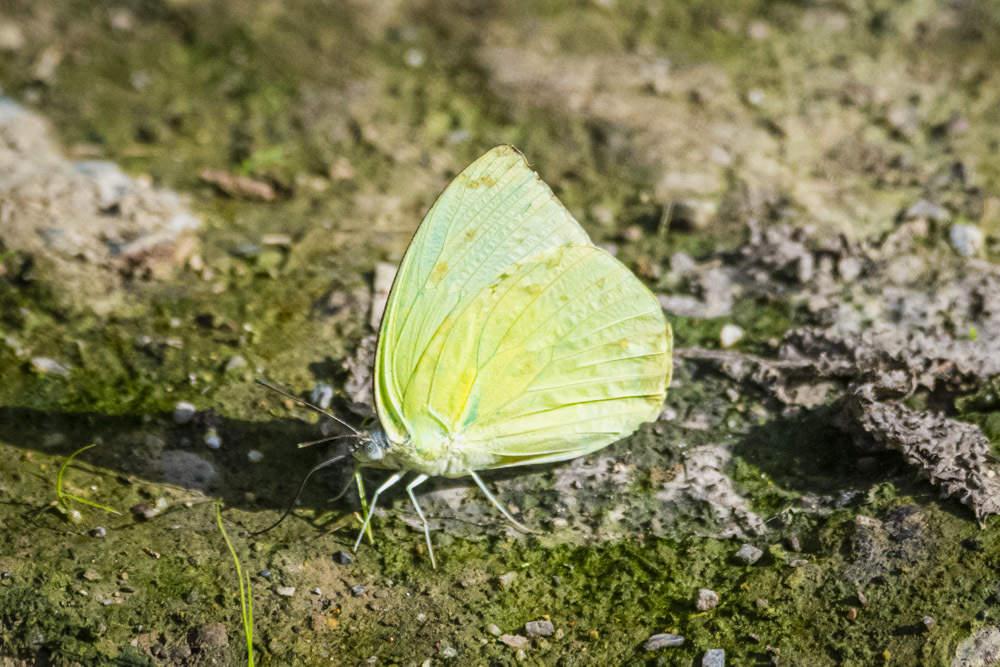 Lemon Migrant from Nabire Regency, Papua, Indonesia on October 3, 2017 ...