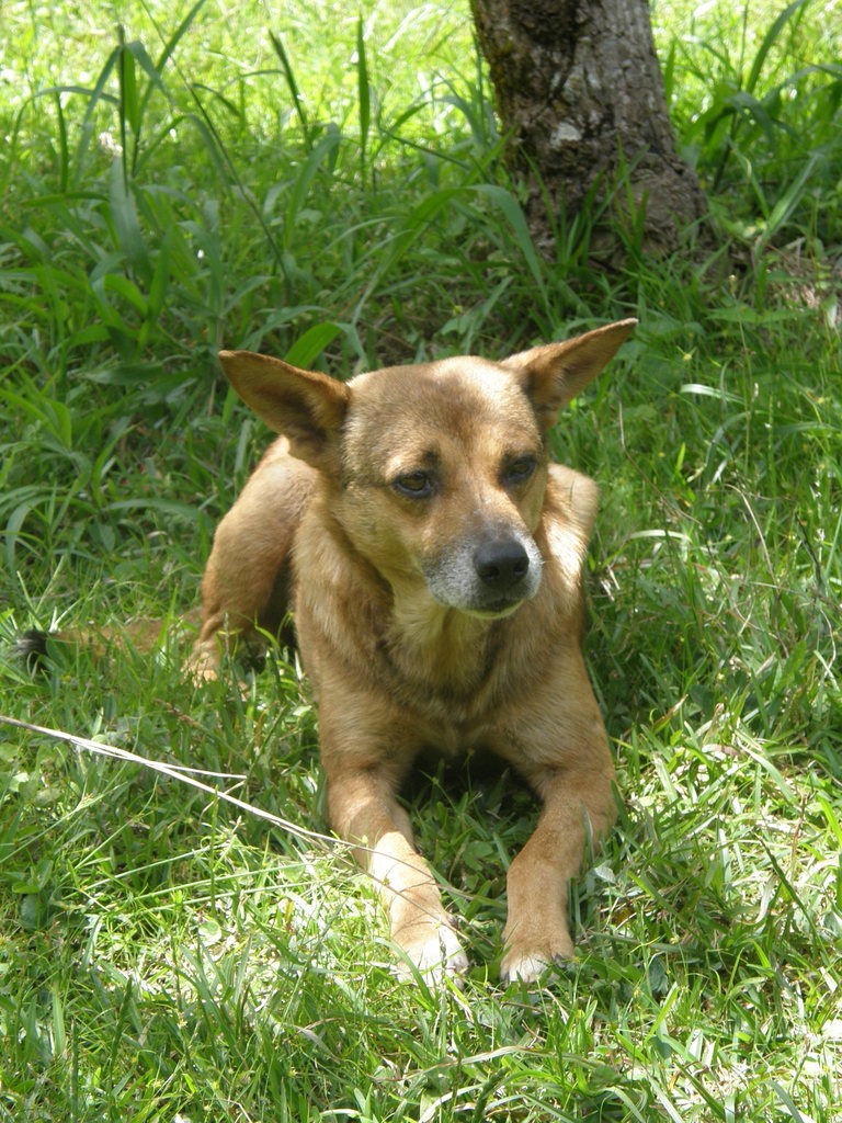 Domestic Dog from Parc National de Mantadia (🇲🇬 Madagasikara ...