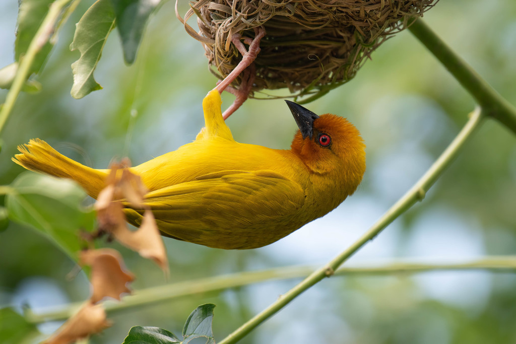 African Golden-Weaver from Kusini, TZ-ZS, TZ on July 30, 2021 at 11:41 ...
