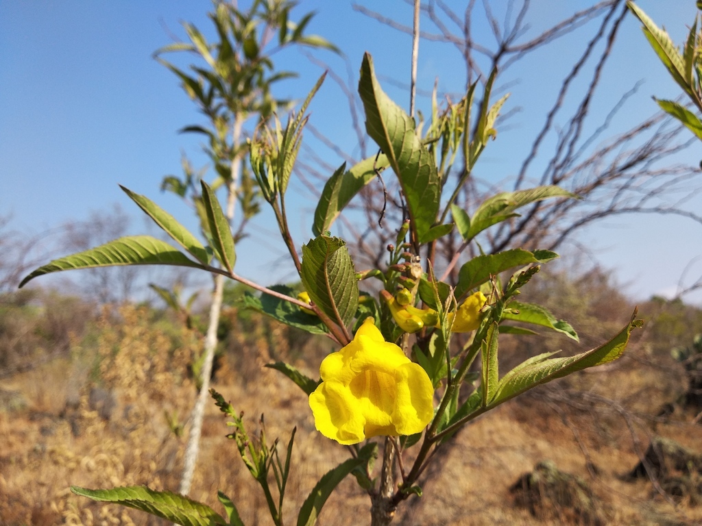 bignonia family (Bignoniaceae) - Botanical Realm