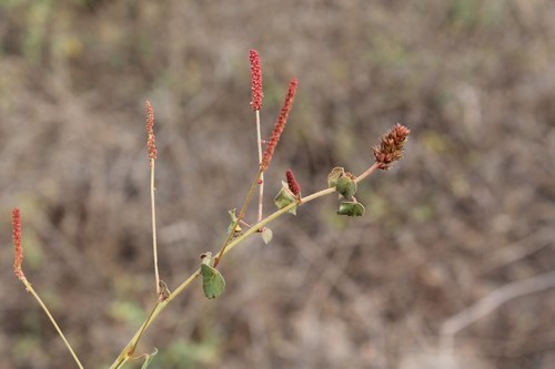 Acalypha microphylla · iNaturalist