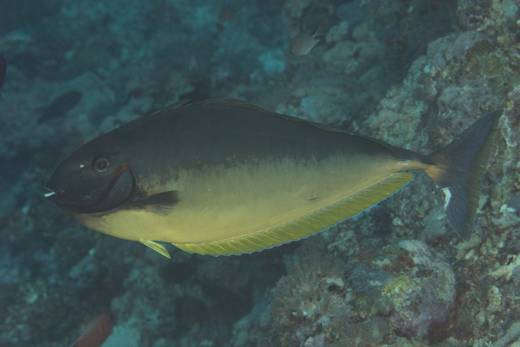 Sleek Unicornfish (Reef Fish of the Hawaiian Islands) · iNaturalist