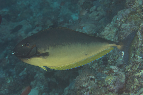 Sleek Unicornfish (Reef Fish of the Hawaiian Islands) · iNaturalist