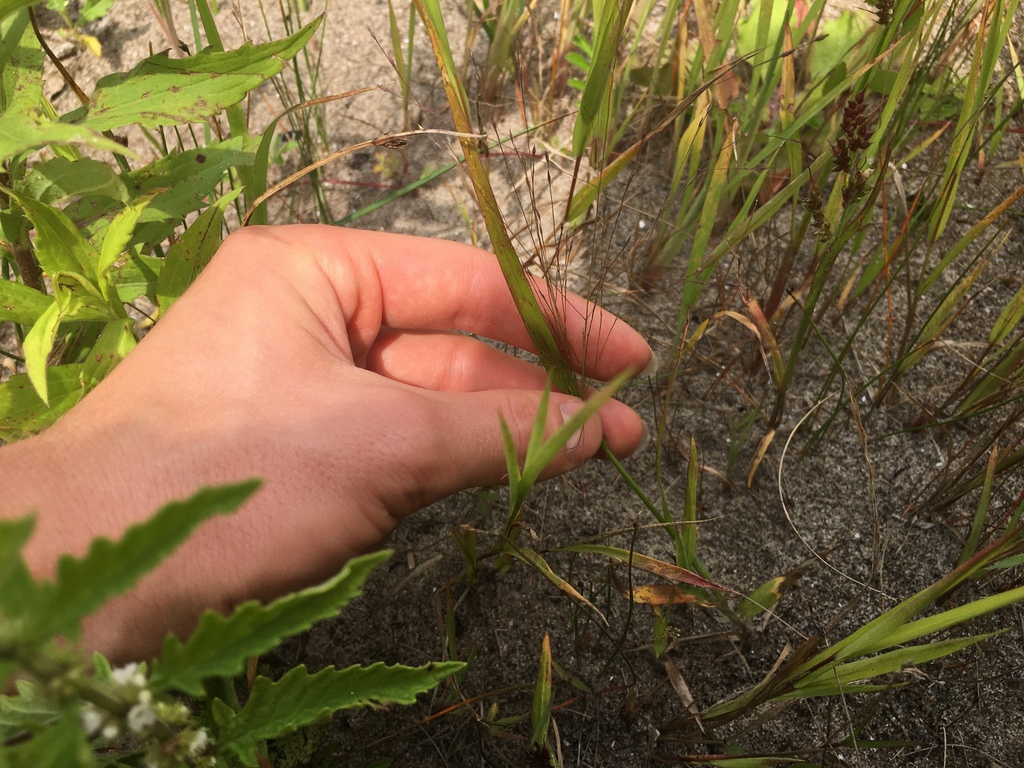 panicgrasses from Woodbine Beach, Toronto, ON, CA on August 01, 2021 at ...
