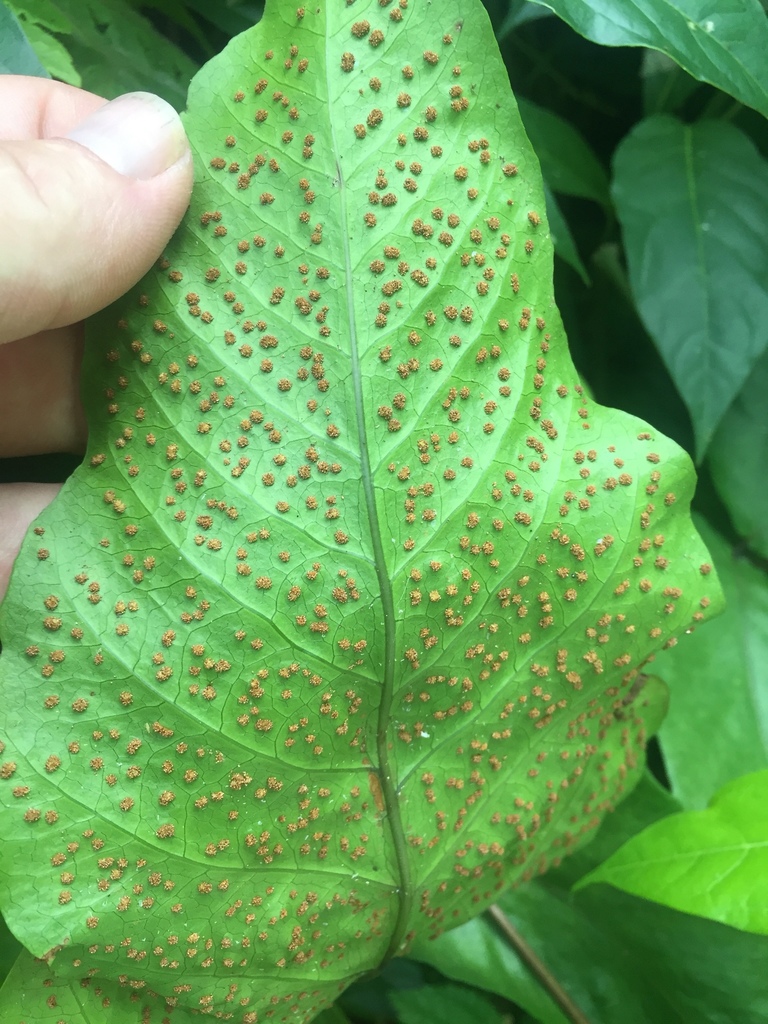 (Tectaria trifoliata) - Botanical Realm