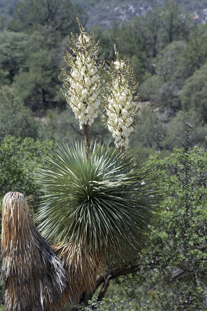 Thompson's Yucca from Big Bend National Park, TX 79834, USA on June 3 ...