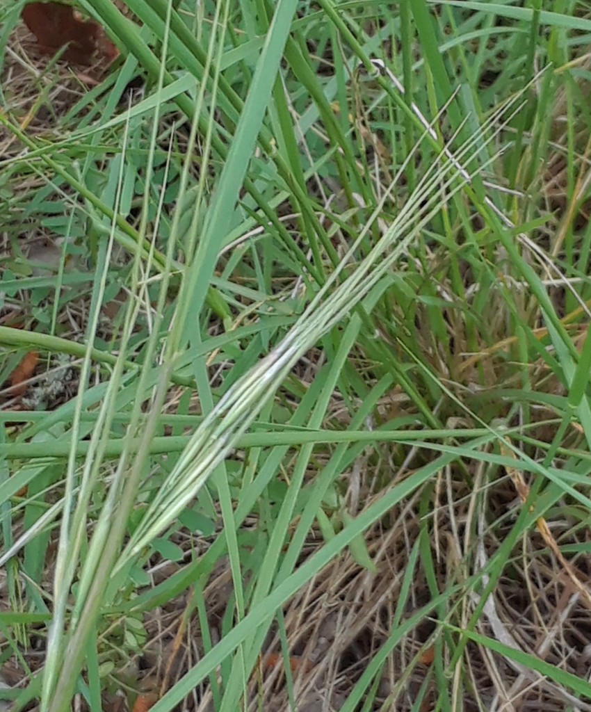 Texas winter grass from 320-398 Oak Shadows Dr, Bastrop, TX 78602, USA ...