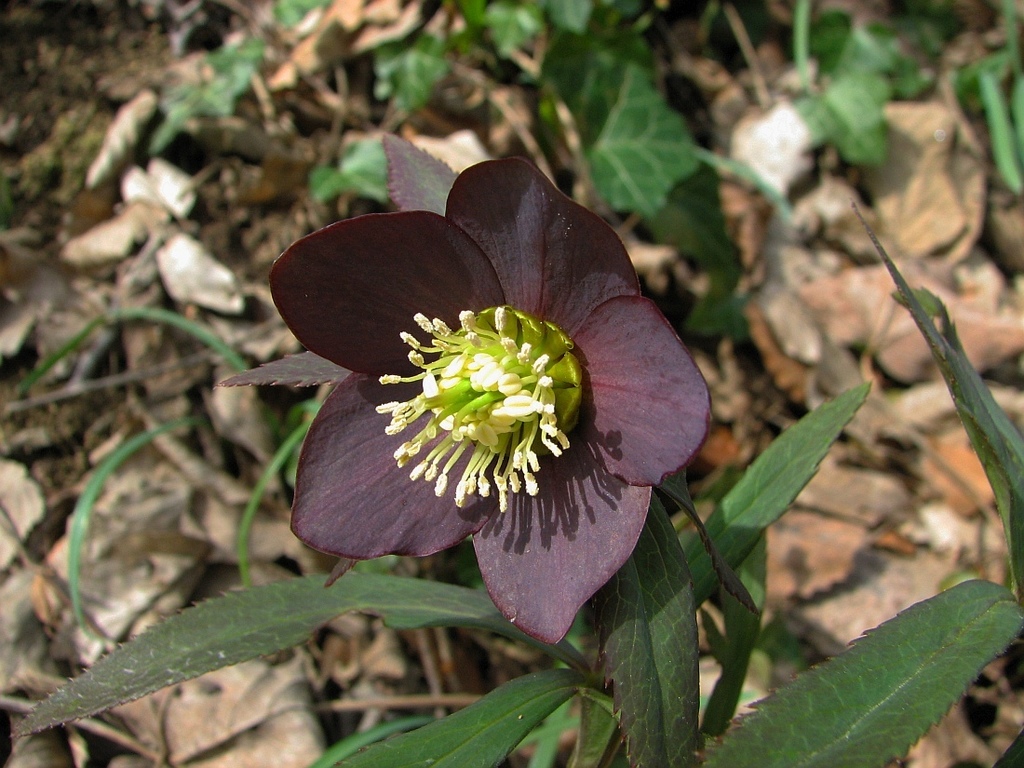 Helleborus atrorubens from Dobrova, Slovenija on March 30, 2006 at 12: ...