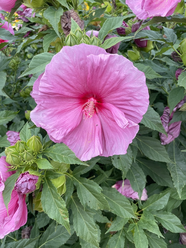 swamp rose mallow from Highland Park, Pittsburgh, PA, US on August 4 ...