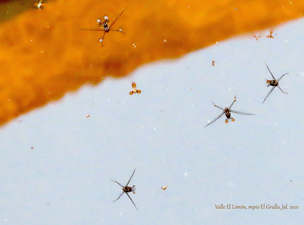 Metrobates from El Grullo, Jal., México on May 28, 2021 at 06:29 PM by ...