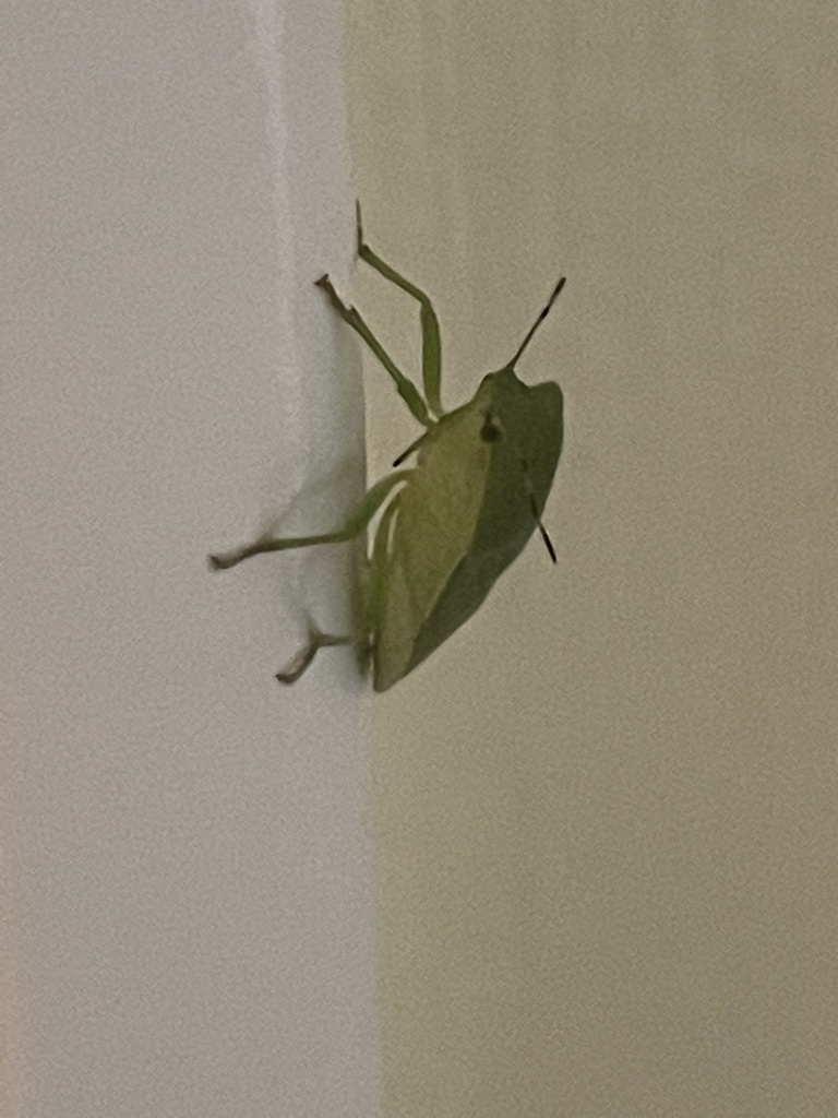 Green Stink Bug from Mountain Orchard Path, Signal Mountain, TN, US on ...