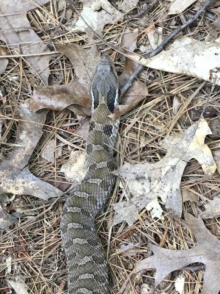 Eastern Hognose Snake from Hartman Creek State Park, Waupaca, WI, US on ...