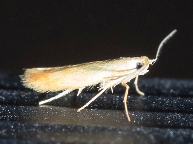 The Golden Sweeper in July 2021 by privatenoaccess. Not the best ...