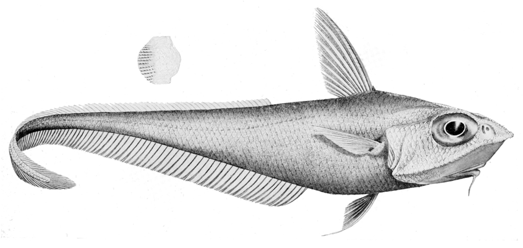 Gargoyle Fish (Coelorinchus mirus) - Marine Life Identification