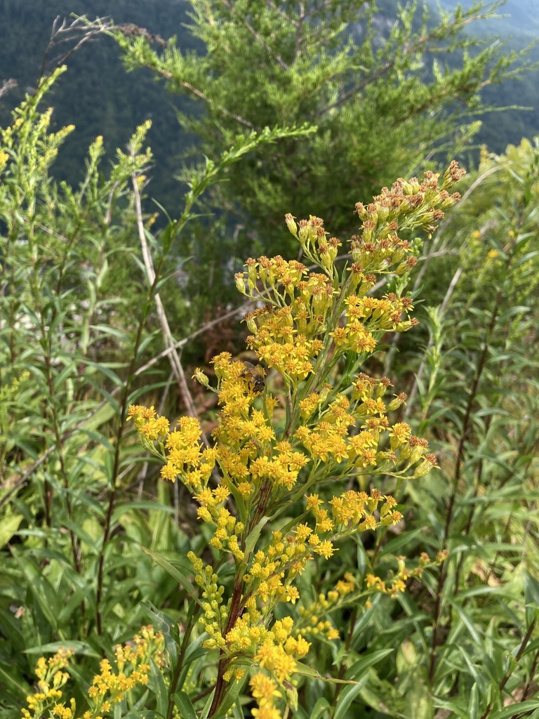 Granite Dome Goldenrod from Chimney Rock State Park, Lake Lure, NC, US ...