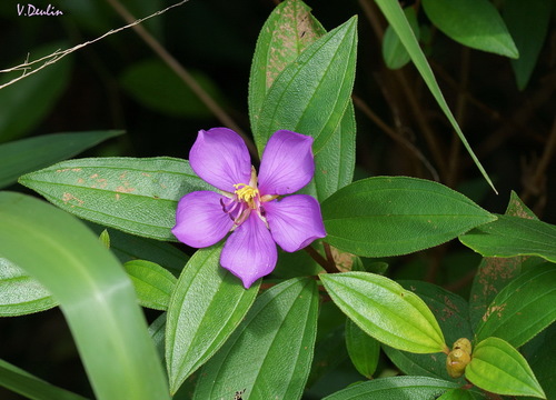 Malabar Melastome (Melastoma malabathricum)