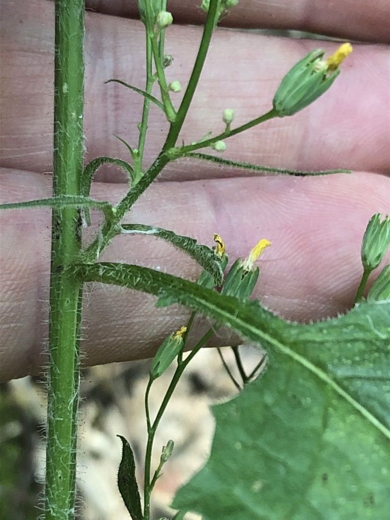 nipplewort (Lapsana communis) - Botanical Realm