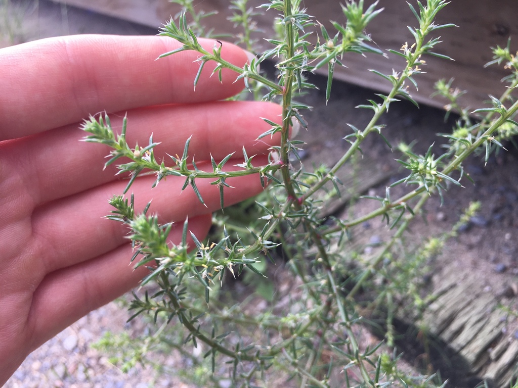 Prickly Russian Thistle from Alfresco Lawn, Toronto, ON, CA on August 1 ...