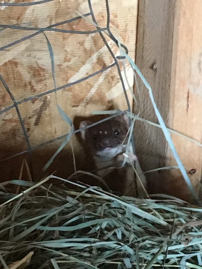 Long-tailed Weasel from 1528 S Lake Stevens Rd, Lake Stevens, WA, US on ...