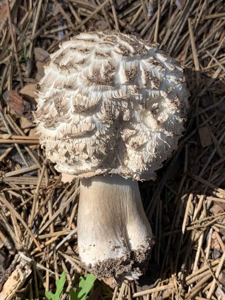 green-spored parasol from Apache-Sitgreaves National Forests, Overgaard ...