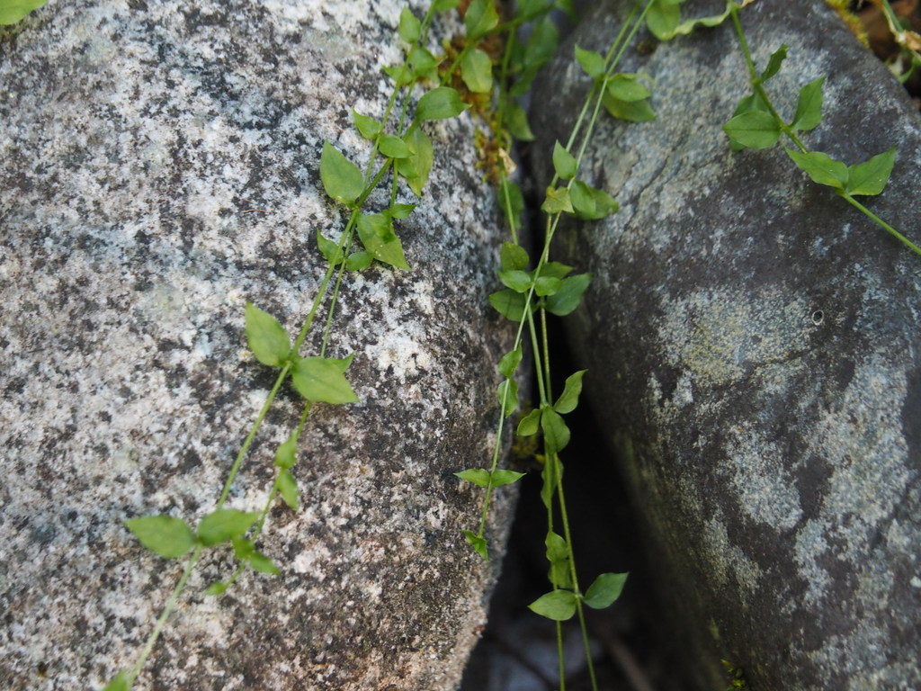 Crisp Starwort (Carkeek Park, NW Seattle) · iNaturalist
