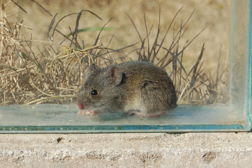 Azara's Grass Mouse from La Capital, Santa Fe, Argentina on August 04 ...
