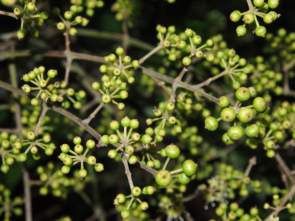 Ivy Tree (Heptapleurum heptaphyllum) - Botanical Realm