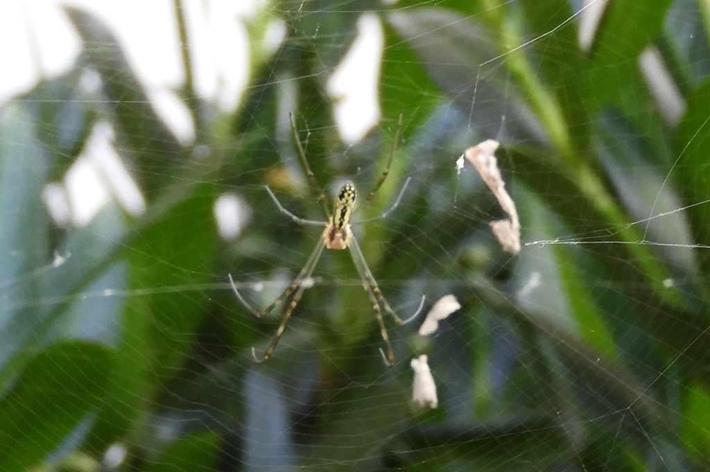 Joro Spider from Forsyth County, GA, USA on August 2, 2021 at 09:47 AM ...
