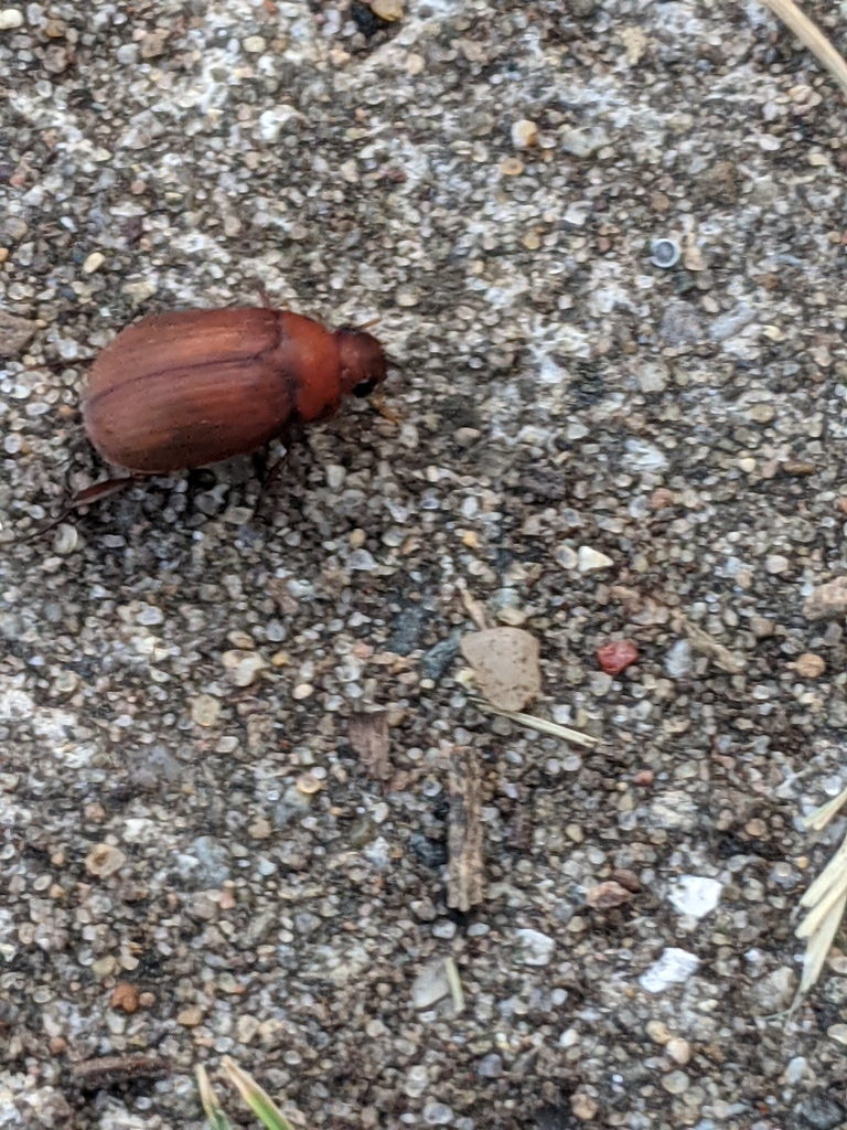 Asiatic Garden Beetle from Oronoko Charter Township, Berrien Springs ...