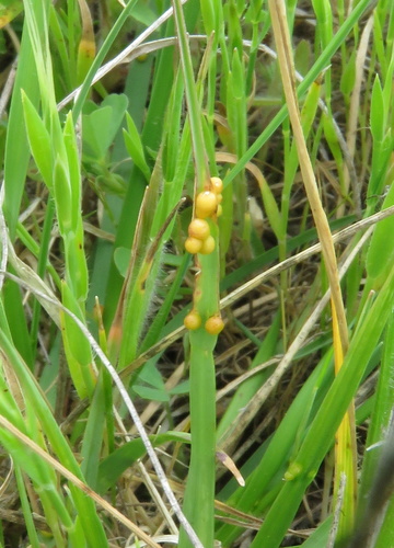 Familia Anguinidae · NaturaLista Colombia