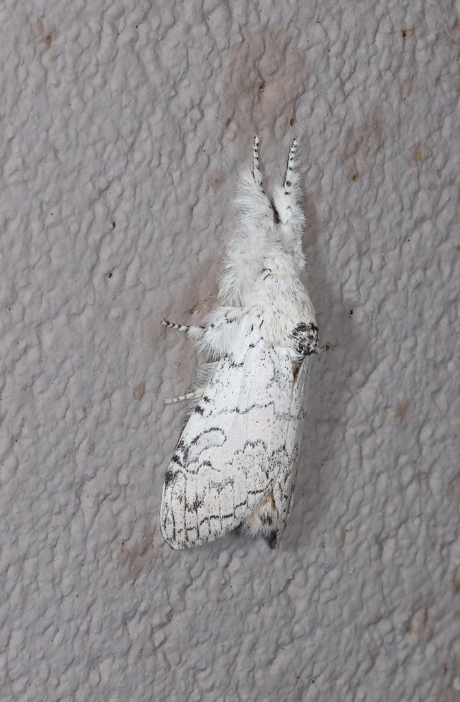 Calliteara farenoides from Weipa QLD 4874, Australia on July 31, 2021 ...