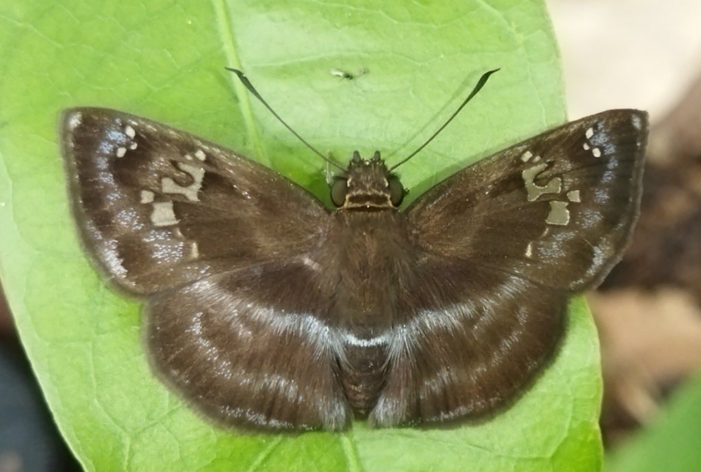 Quadrus cerialis (Panamã Guaçu I) · iNaturalist