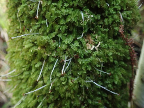 Acrobolbus knightii · iNaturalist