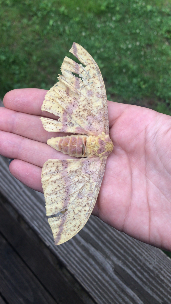 Imperial Moths in July 2021 by Aiyana Haggerty · iNaturalist