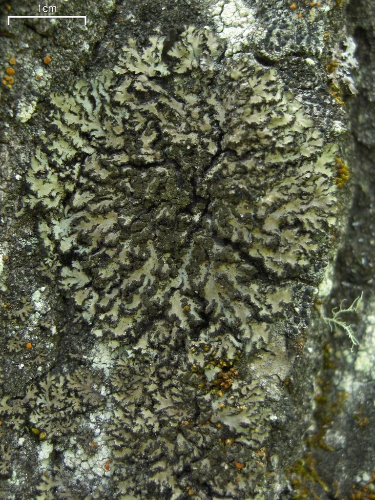 wreath lichens (Macrolichens Genera of the Pacific Northwest ...