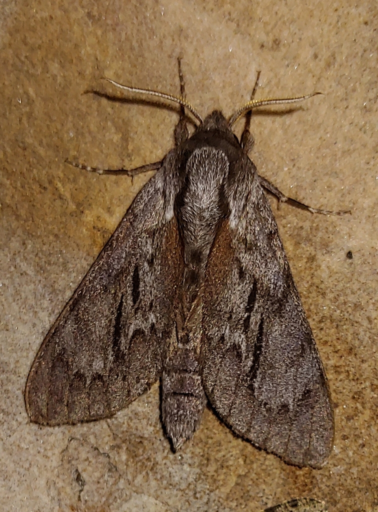 Northern Pine Sphinx from Cosby, TN 37722, USA on July 28, 2021 at 12: ...