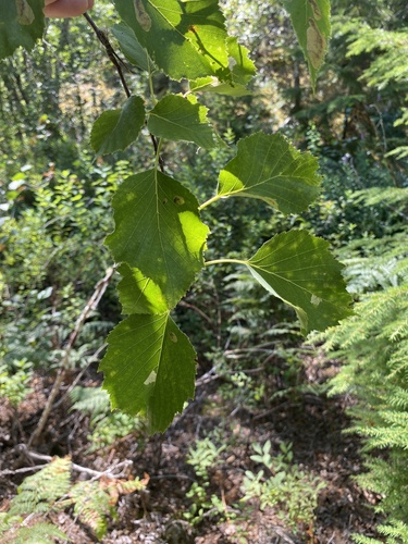 western paper birch (Variety Betula papyrifera commutata) · iNaturalist