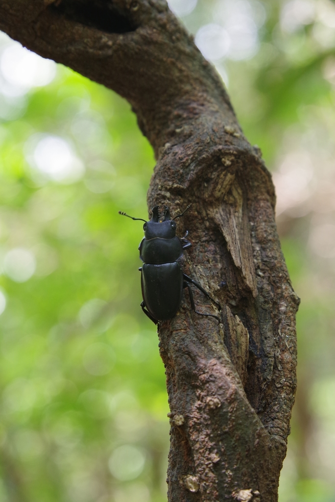 Neolucanus sinicus championi from 香港大帽山 on June 10, 2018 at 12:20 PM by ...